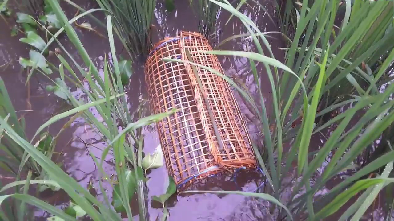 Về Miền Tây cùng với các tay lão làng bắt ếch